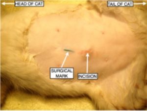 Rechecks/Post Surgical Pictures – Robinson’s Rescue